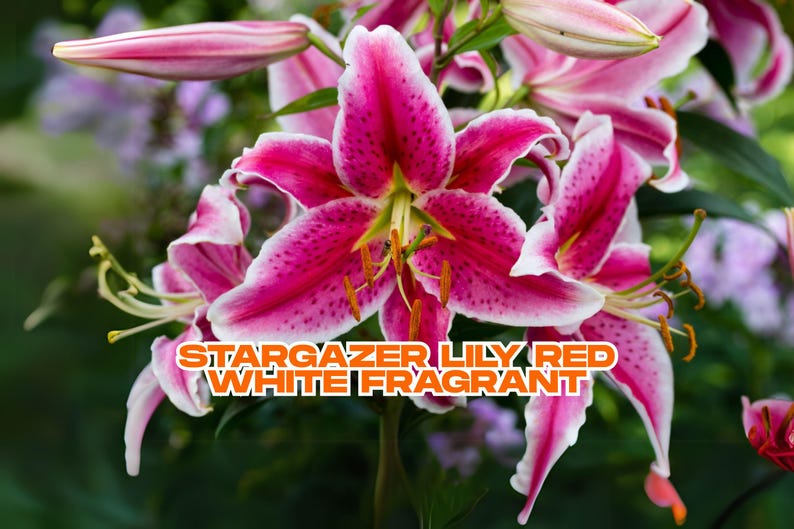 Stargazer Lily Bulb | 1 Live Oriental Flower Bulb | Red White Fragrant ...