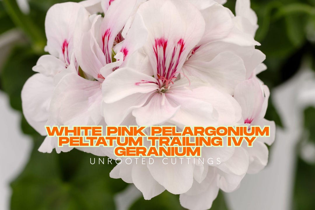 Ivy Geranium Cuttings: White & Pink Double Bloom, Trailing - 2x 6 ...