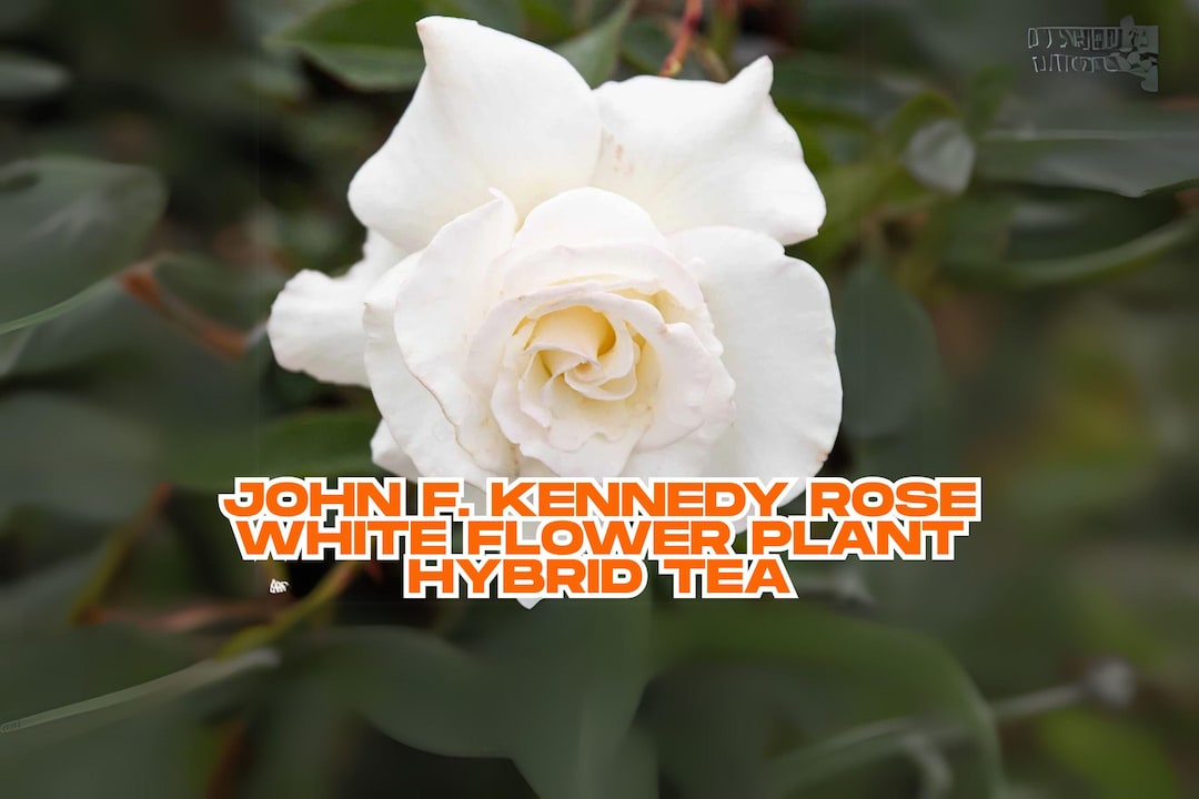 John F. Kennedy Rose Bush: Live White Hybrid Tea Rose - Fragrant Cut ...