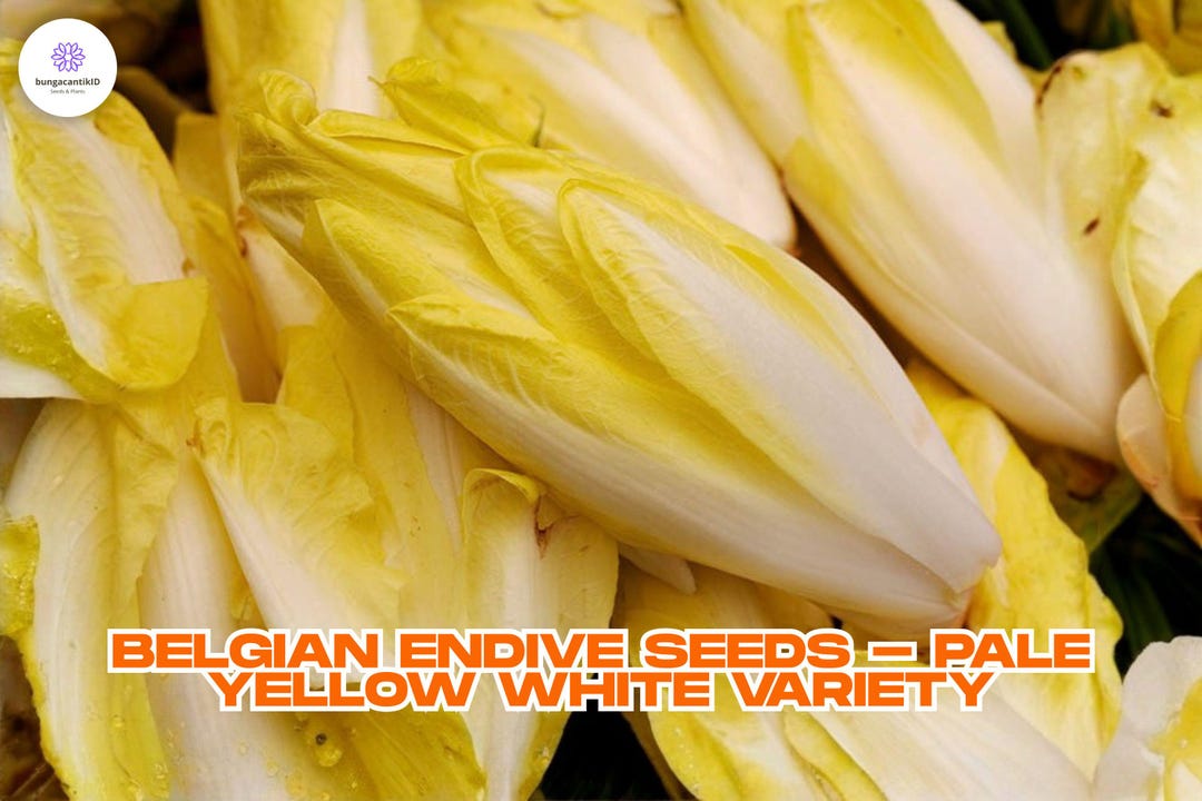 Belgian Endive Seeds - Pale Yellow White Variety - Witloof Chicory ...