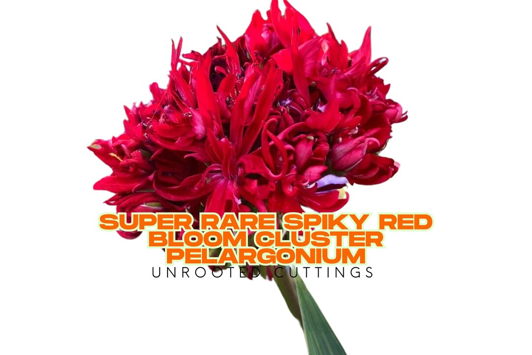 Rare Red Spiky Geranium Cutting: Live Pelargonium - Etsy
