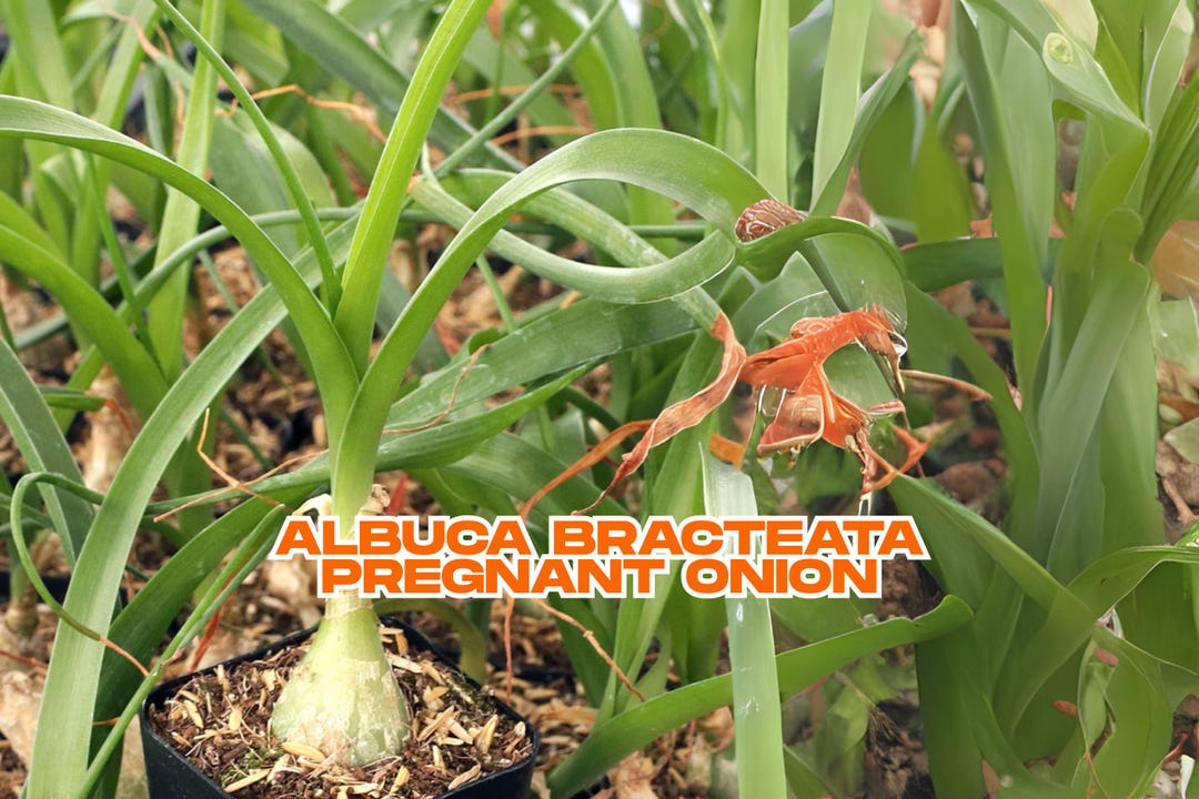 Albuca Bracteata Pregnant Onion | 5 Bulb Pups | Rare Succulent Plant ...