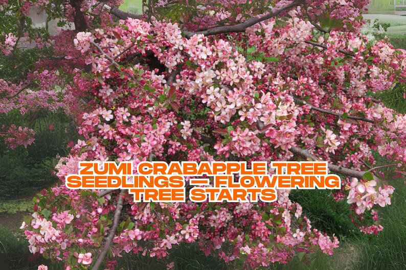 Zumi Crabapple Tree Seedlings – Flowering Tree Starts | Beautiful ...