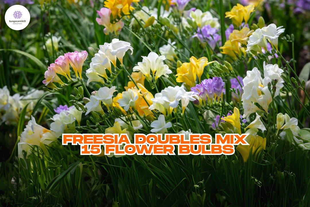 Freesia Doubles Mix – 15 Flower Bulbs, Fragrant Spring Blooms, Mixed ...