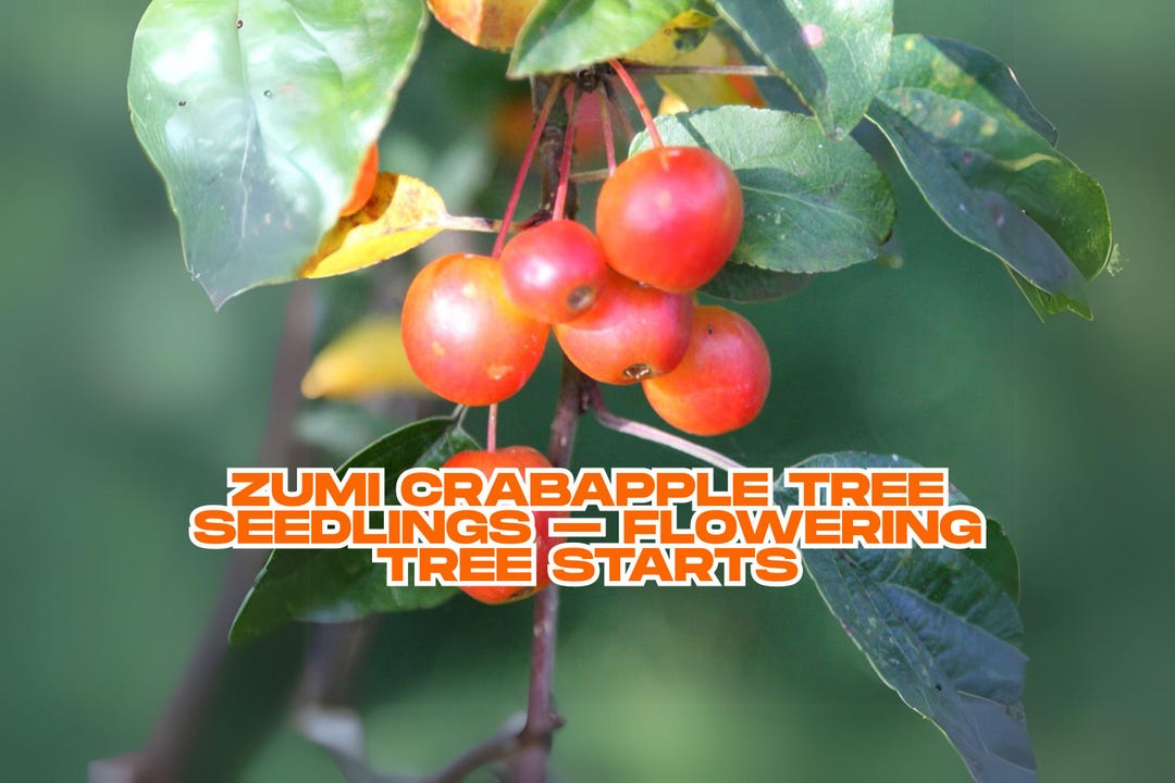 Zumi Crabapple Tree Seedlings – Flowering Tree Starts | Beautiful ...