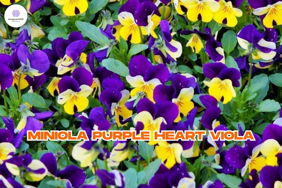 Miniola Purple Heart Viola Seeds: Fragrant Bi-color Perennial Flowers ...