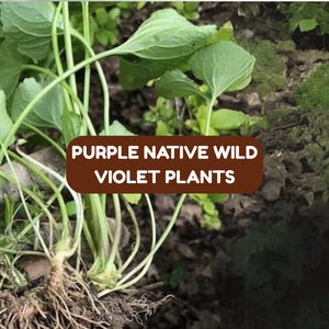 12+ Purple Native Wild Violet Plants (viola) – Bareroot Rhizomes ...