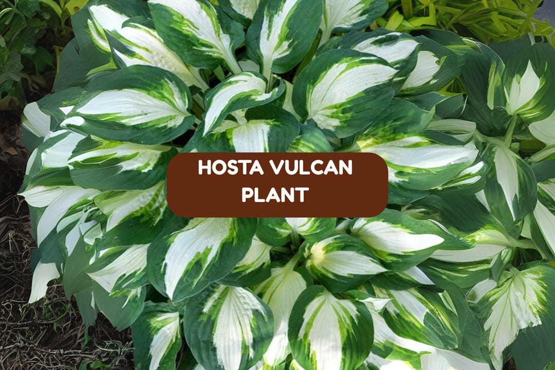 Hosta Vulcan – Variegated Bare Root Plant | Shade-loving Perennial for ...