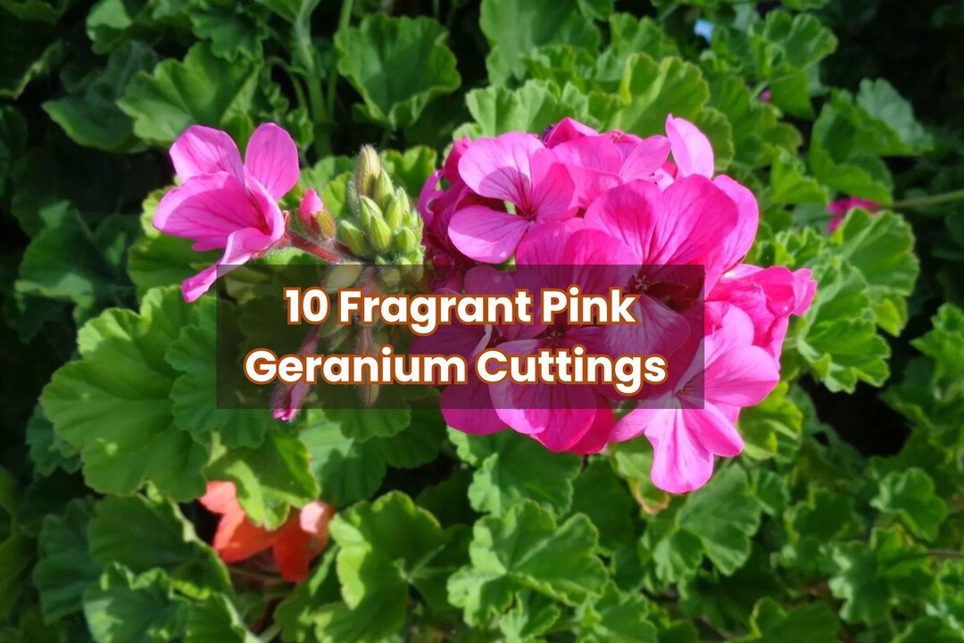 10 Fragrant Pink Geranium Cuttings | Hardy 6" Pelargonium Starts | No ...