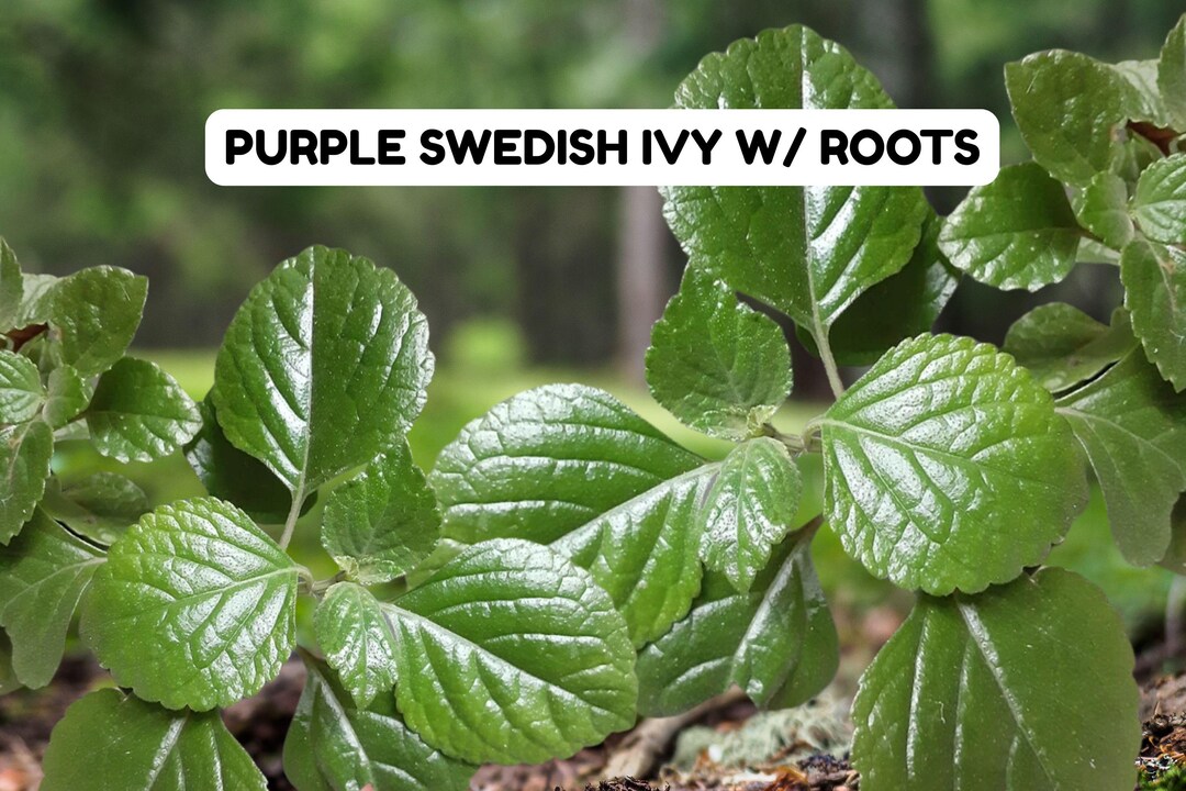 Purple Swedish Ivy W/ Roots | Live Rooted Plant | Ready to Plant | Fast ...