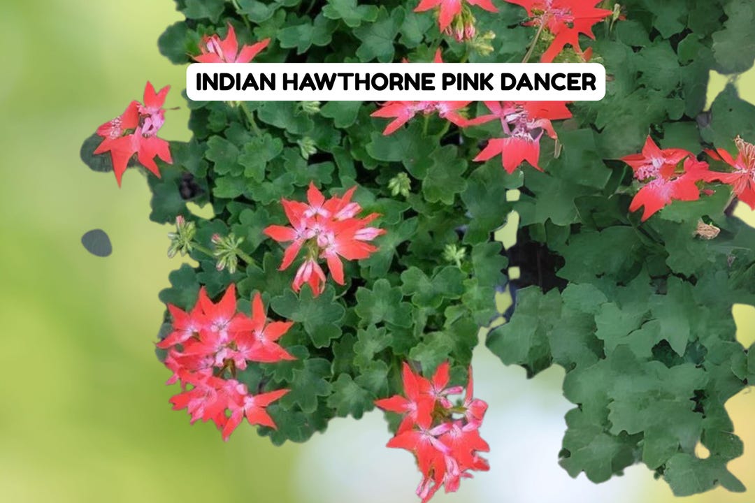 Geranium Pelargonium FIREWORKS Cuttings (3) | 6" Unrooted | Red & White ...