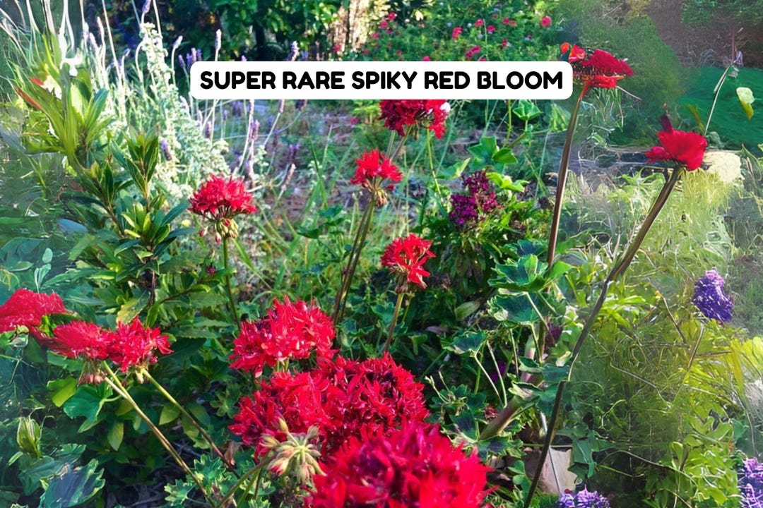 Super Rare Spiky Red Geranium Cutting | 6" Live Pelargonium | Unique ...