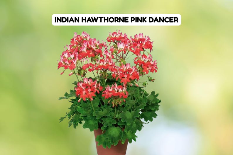 Geranium Pelargonium FIREWORKS Cuttings (3) | 6" Unrooted | Red & White ...