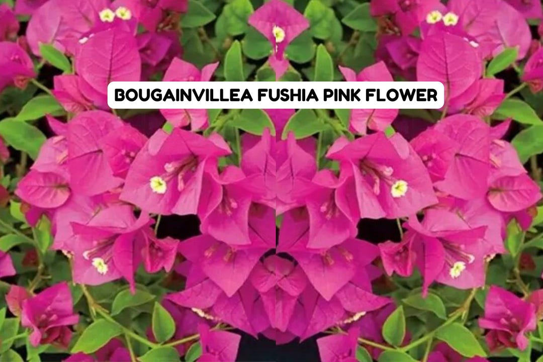 Bougainvillea Fuchsia Pink (7 Cuttings, 6") | Tropical Flowering Vine ...
