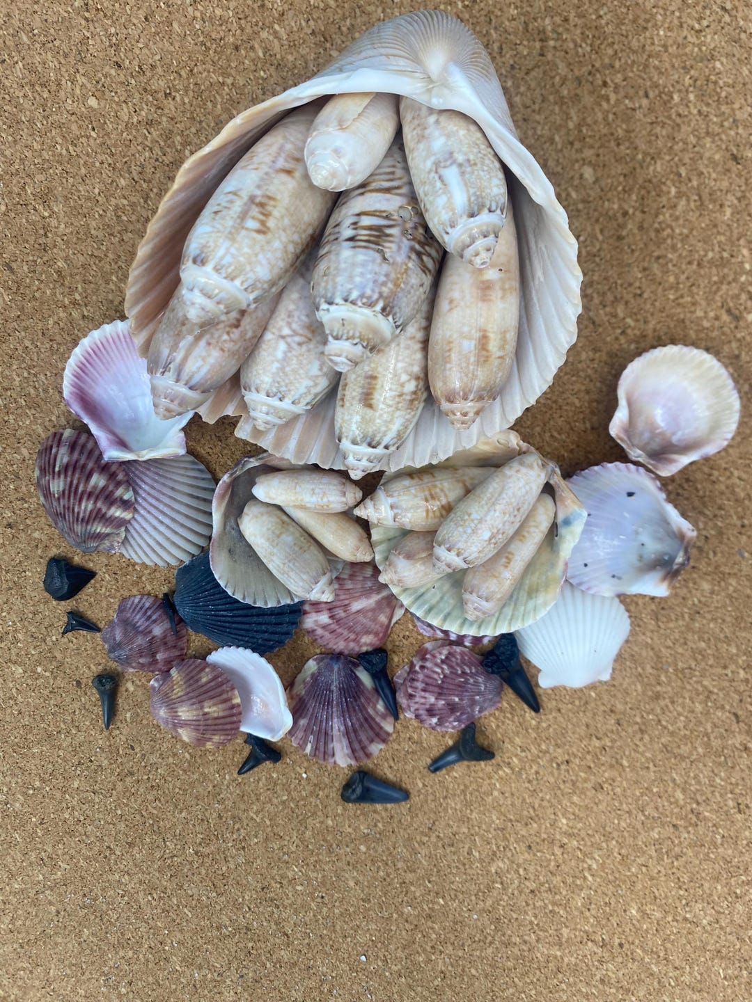 Coastal Shell & Shark Tooth Set | Natural Beach Finds From Kure Beach ...