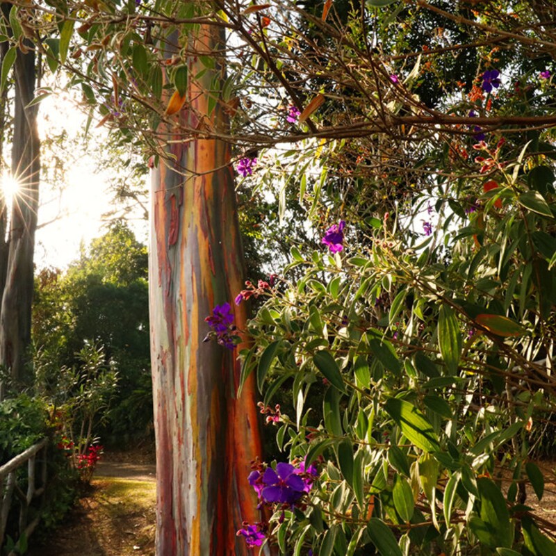 Rainbow Eucalyptus Wood - Etsy