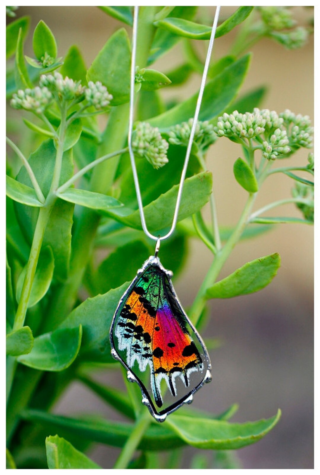 Real Butterfly Wing Necklace. Sunset Moth. Ethically Sourced. select ...
