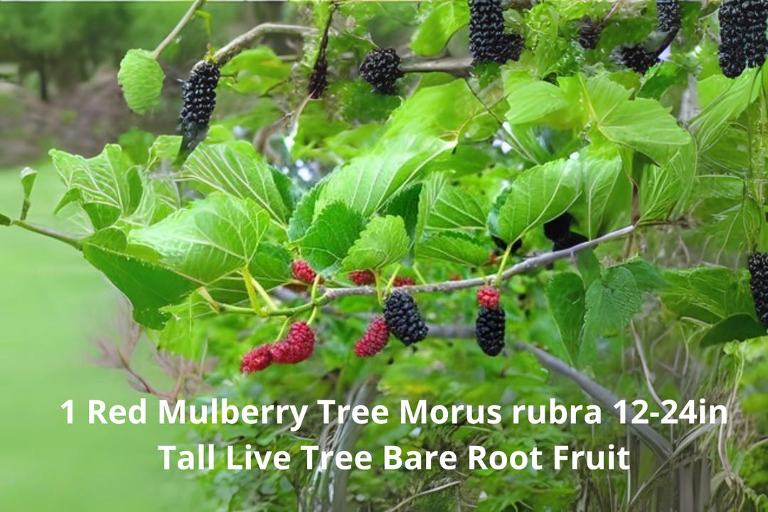 Red Mulberry Tree: Live Bare Root Fruit Tree - USA Native - Etsy