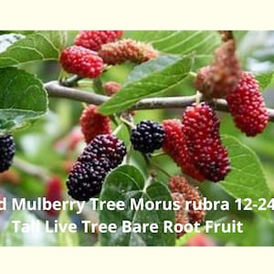 Red Mulberry Tree: Live Bare Root Fruit Tree - USA Native - Etsy