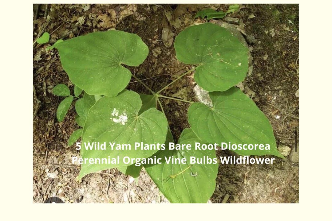 5 Wild Yam Bare Root Plants – Dioscorea Villosa – Organic Native ...
