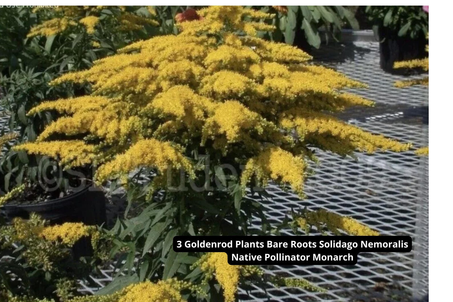 Bare Root Goldenrod Plants: Native Wildflower, Monarch & Pollinator ...