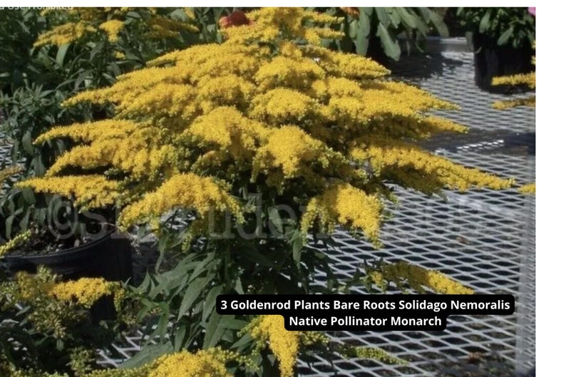 Bare Root Goldenrod Plants: Native Wildflower, Monarch & Pollinator ...