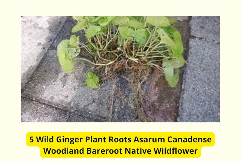 3 Wild Ginger Bare Root Plants – Asarum Canadense – Native Woodland ...