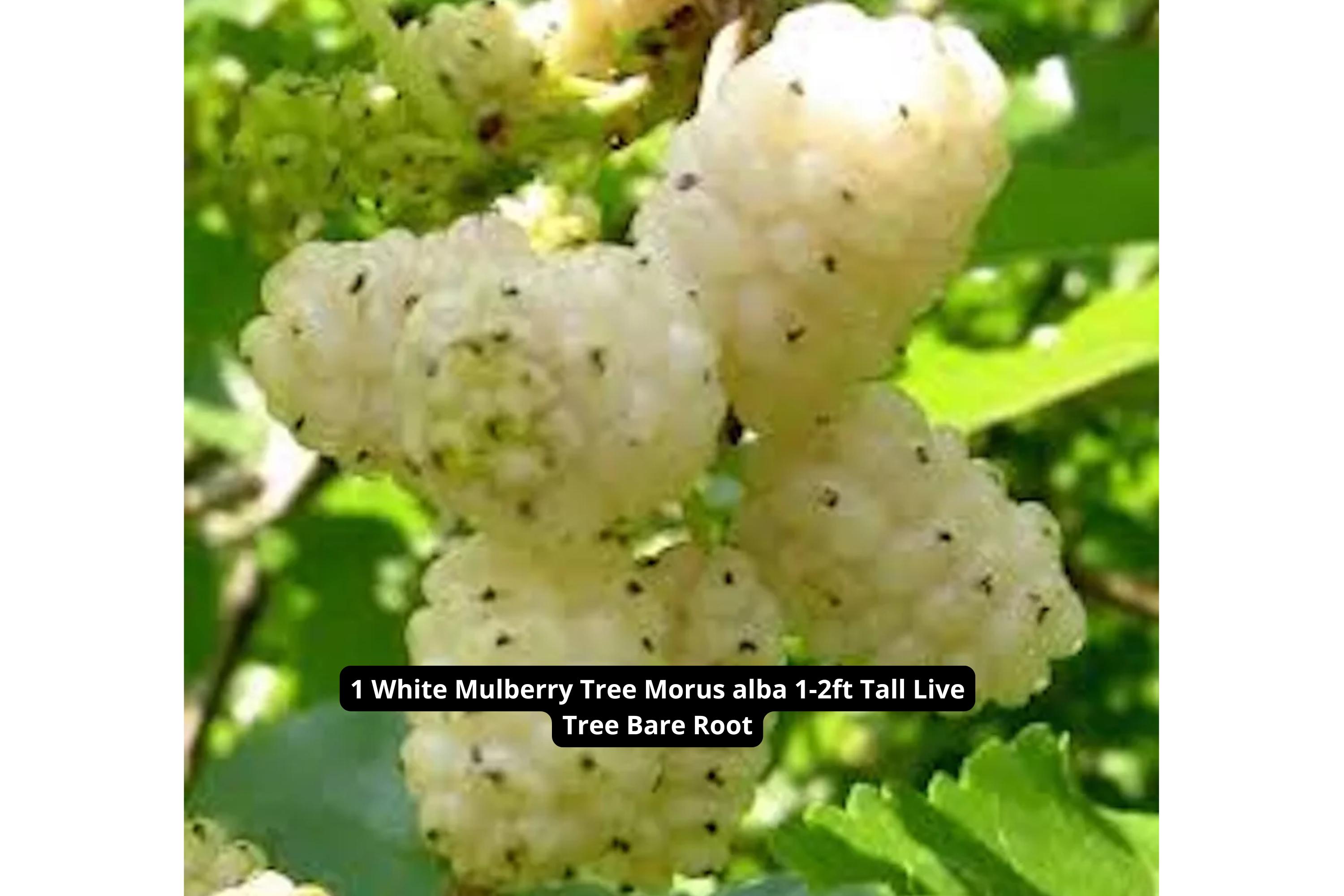 White Mulberry Tree: Live Bare Root Fruit Tree - Fast Growing Shade - Etsy