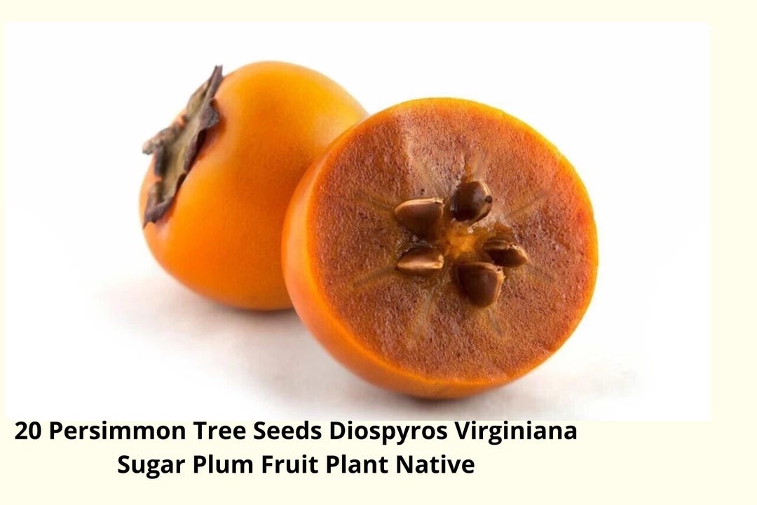 American Persimmon Tree Seeds: Native Sugar Plum Fruit, Edible Tree - Etsy