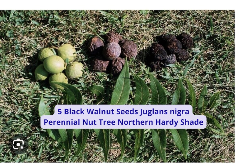 Black Walnut Tree Seeds: Juglans Nigra, Hardy Northern Nut Tree - USA ...