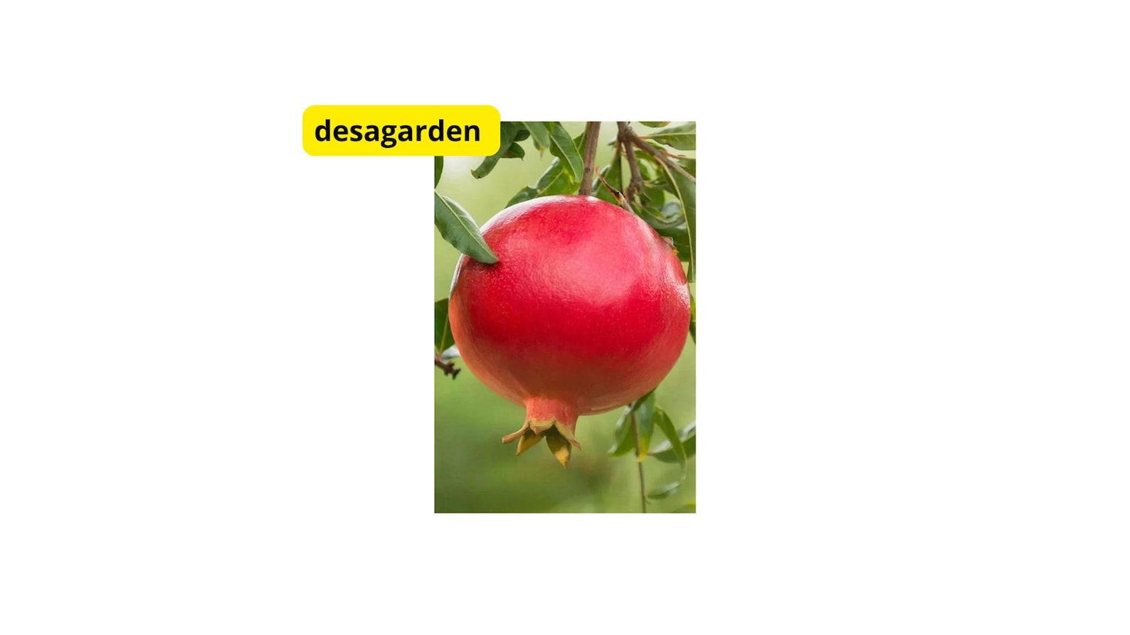 1 Salavatski Pomegranate Plant – Punica Granatum Starter Plug | Cold ...