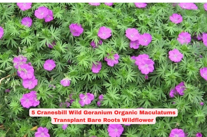 5 Wild Geranium Bare Root Plants: Native Shade Wildflower Transplants ...