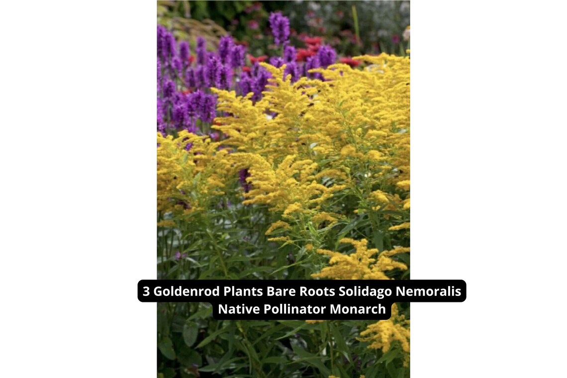 Bare Root Goldenrod Plants: Native Wildflower, Monarch & Pollinator ...