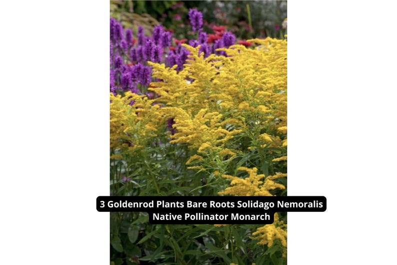 Bare Root Goldenrod Plants: Native Wildflower, Monarch & Pollinator ...