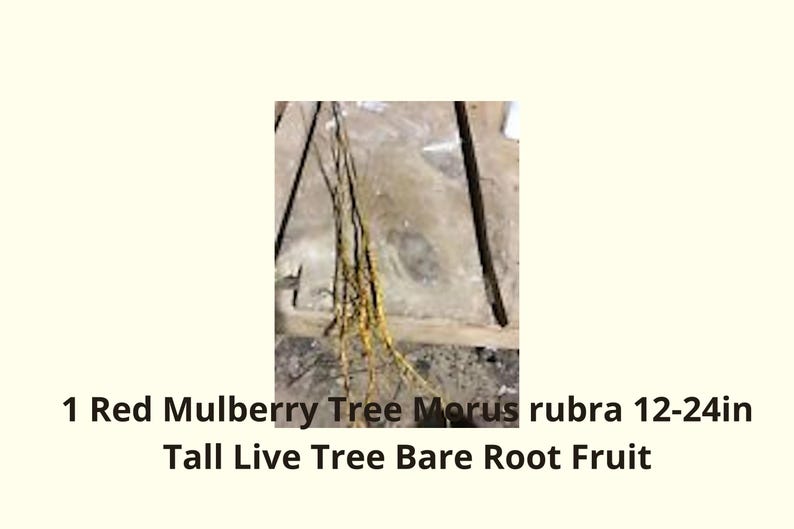 Red Mulberry Tree: Live Bare Root Fruit Tree - USA Native - Etsy