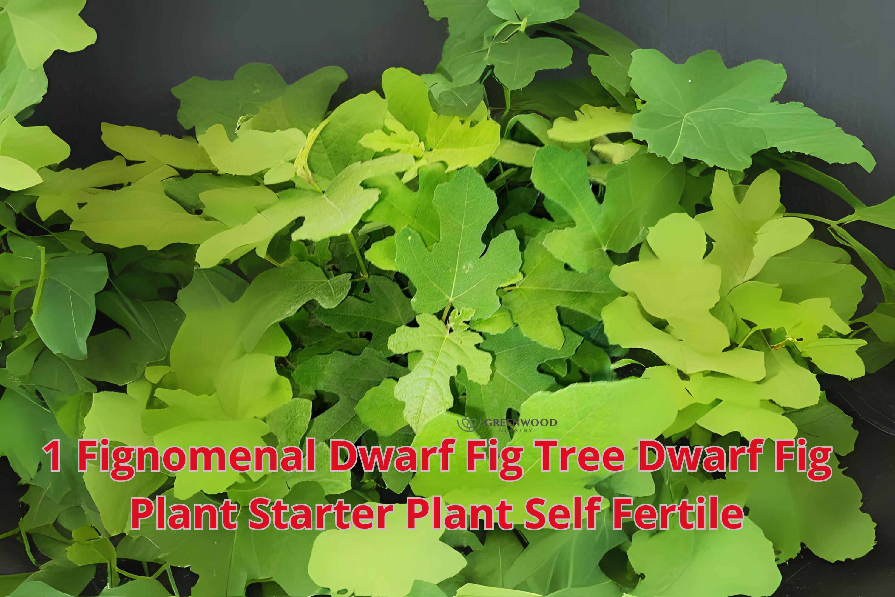 Fignomenal Dwarf Fig Tree – Live Starter Plant – Self-fertile Mini Fig ...