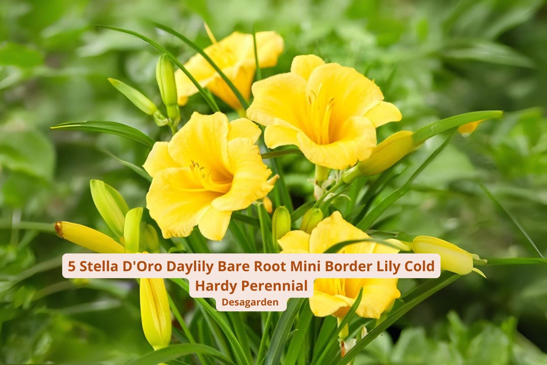 5 Stella D'oro Daylily Bare Root Mini Border Lily Cold Hardy Perennial ...