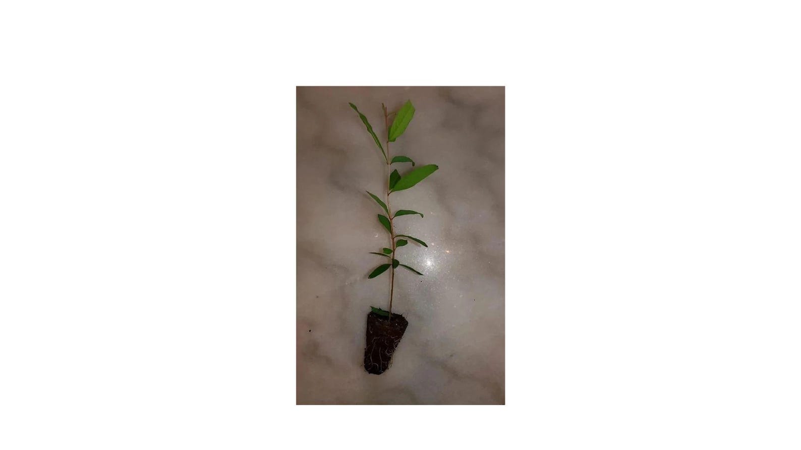 1 Salavatski Pomegranate Plant – Punica Granatum Starter Plug | Cold ...