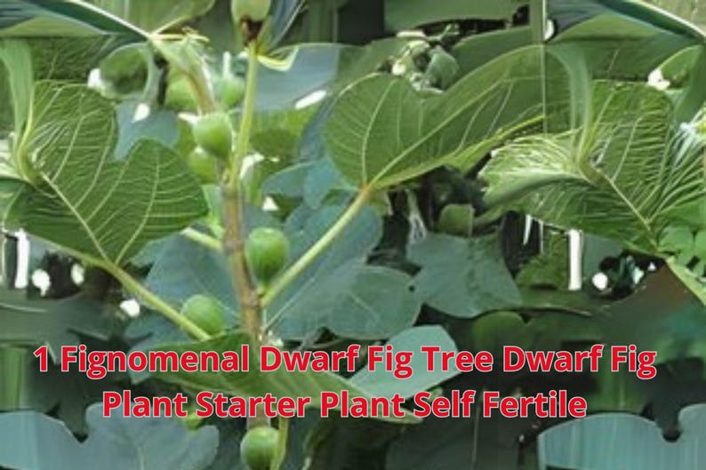 Fignomenal Dwarf Fig Tree – Live Starter Plant – Self-fertile Mini Fig ...