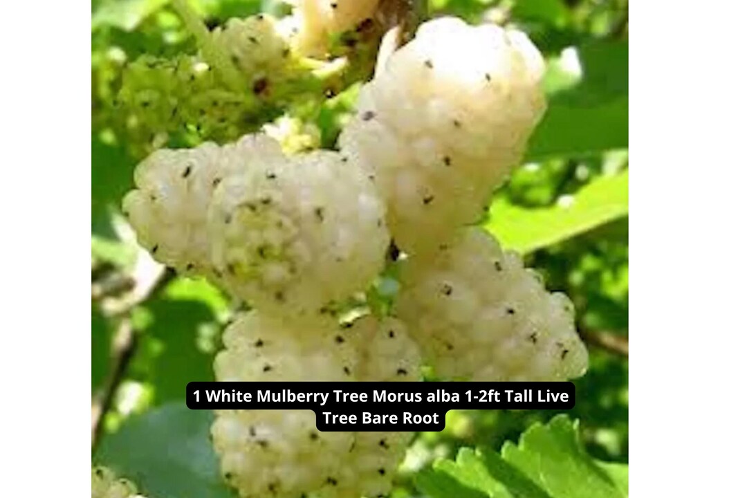 White Mulberry Tree: Live Bare Root Fruit Tree - Fast Growing Shade - Etsy