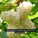 White Mulberry Tree: Live Bare Root Fruit Tree - Fast Growing Shade - Etsy