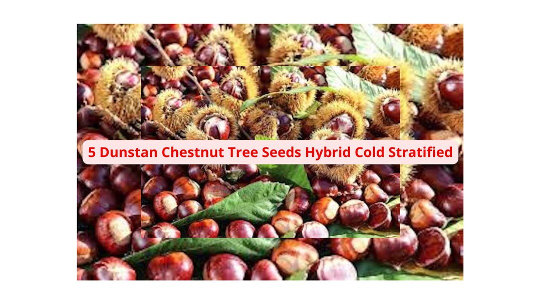 5 Dunstan Chestnut Tree Seeds Hybrid Cold Stratified - Etsy