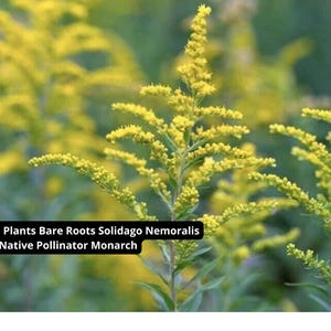 Bare Root Goldenrod Plants: Native Wildflower, Monarch & Pollinator ...