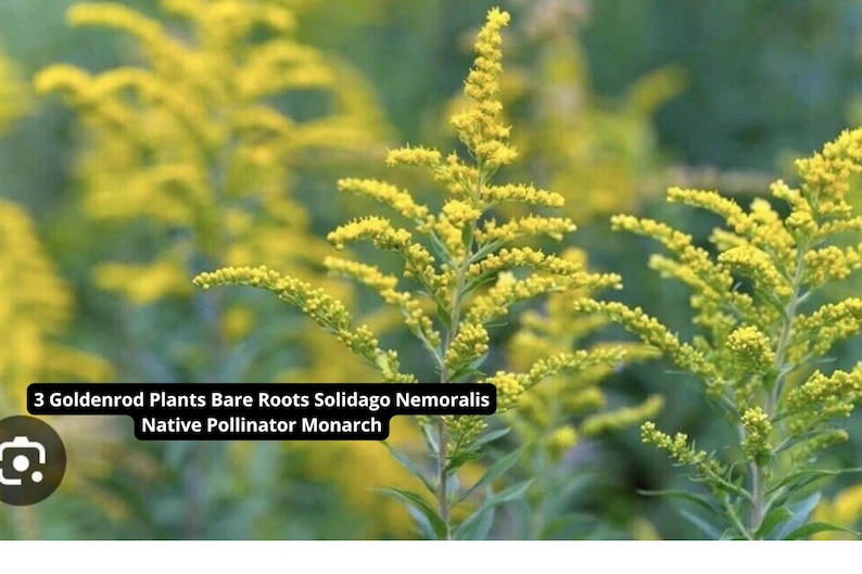 Bare Root Goldenrod Plants: Native Wildflower, Monarch & Pollinator ...