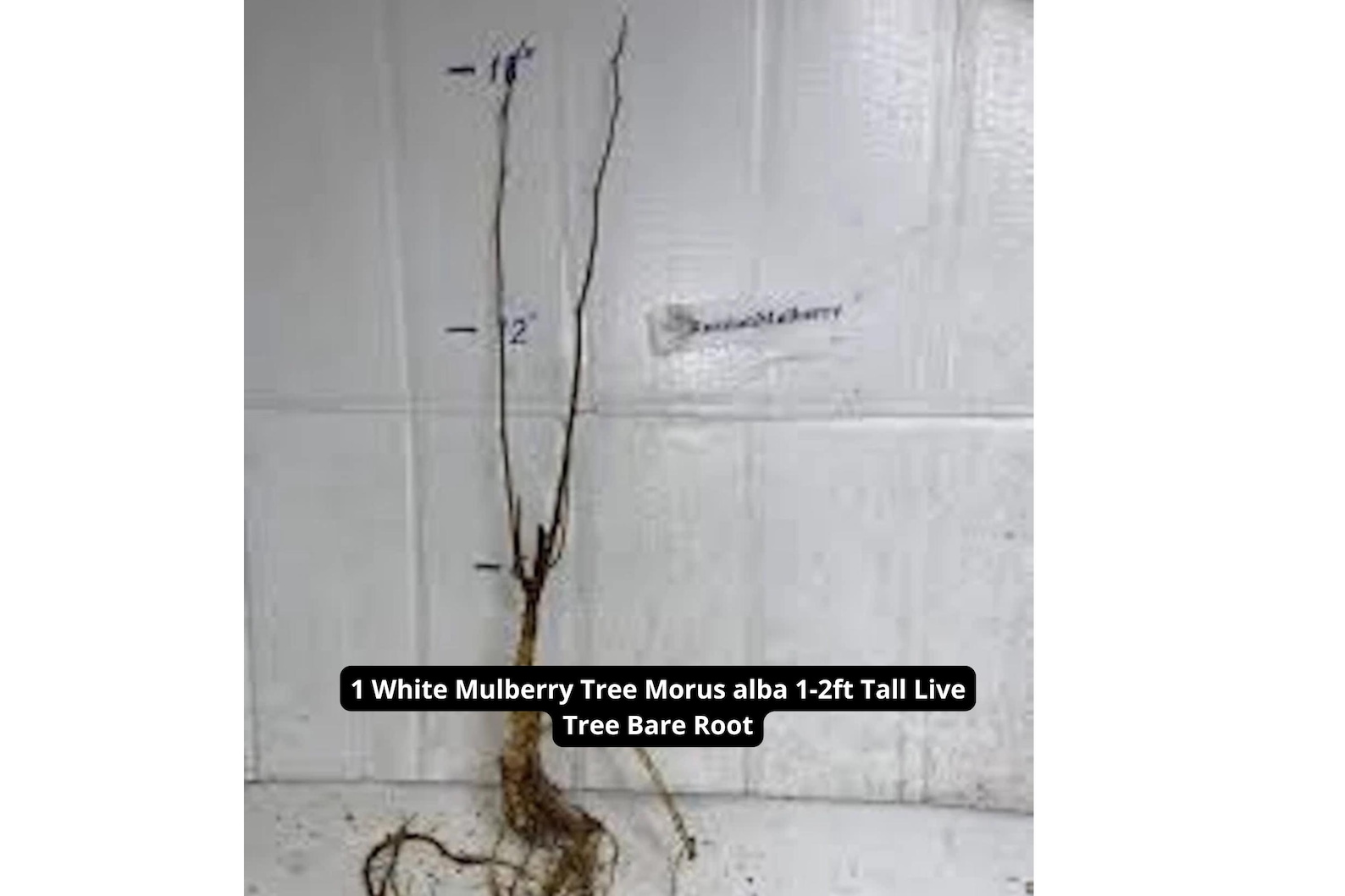 White Mulberry Tree: Live Bare Root Fruit Tree - Fast Growing Shade - Etsy