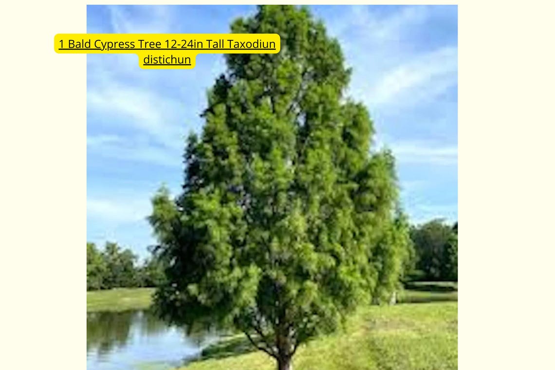 Bald Cypress Tree: Native Deciduous Conifer - 12-24 In - Etsy