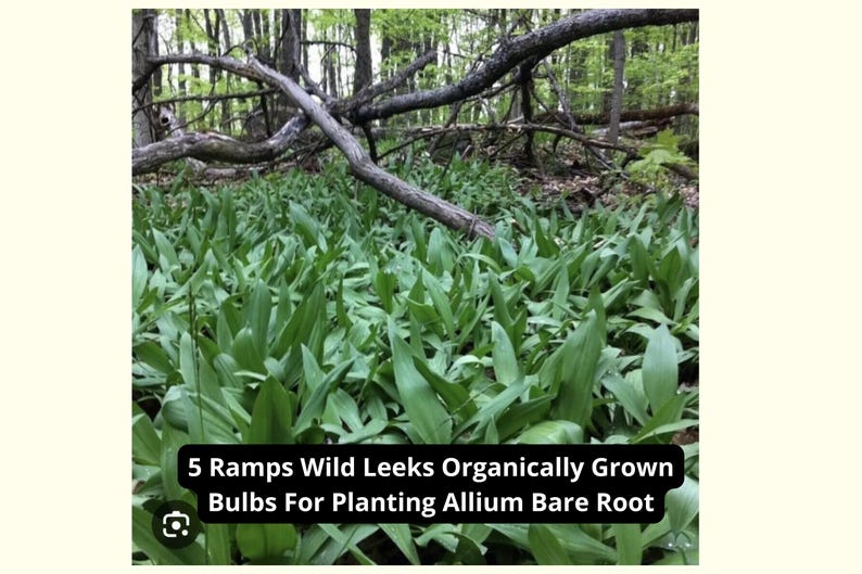 5 Wild Leek Ramps Bulbs: Organically Grown Allium Tricoccum - USA - Etsy