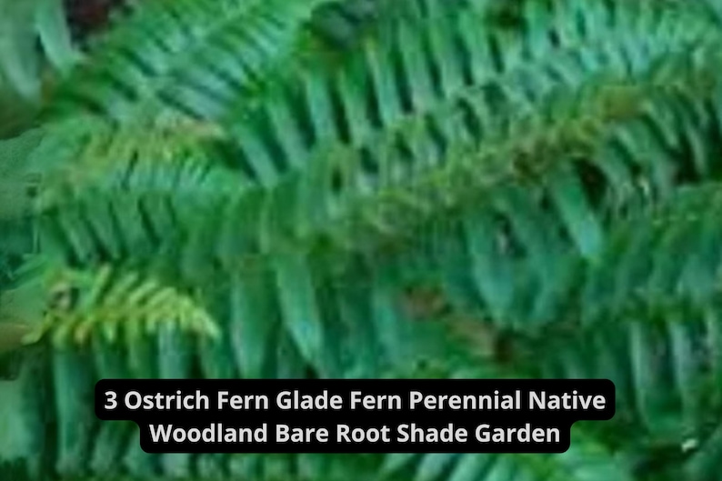 3 Ostrich Fern Bare Roots: Native Woodland Shade Plant - Etsy