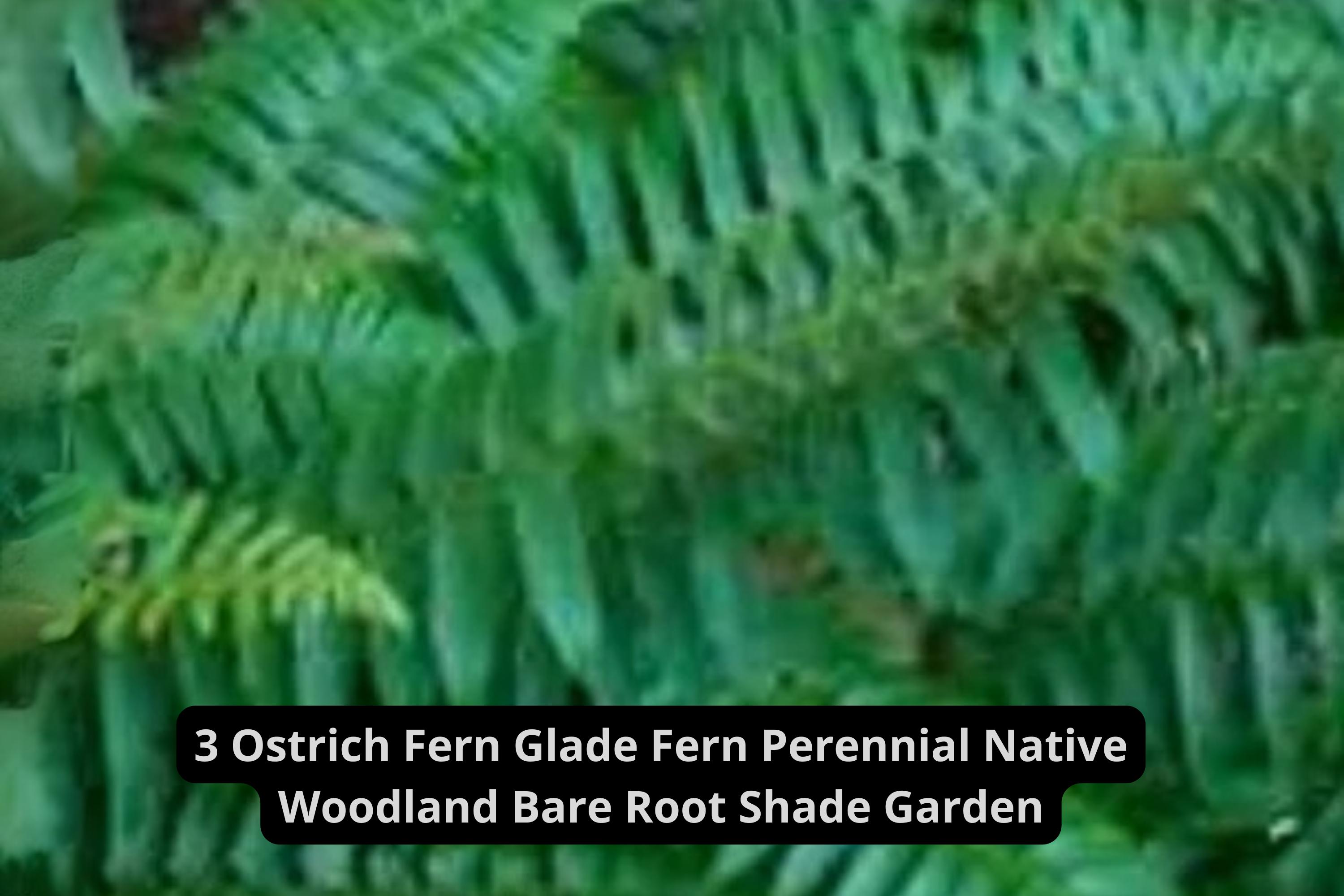 3 Ostrich Fern Bare Roots: Native Woodland Shade Plant - Etsy