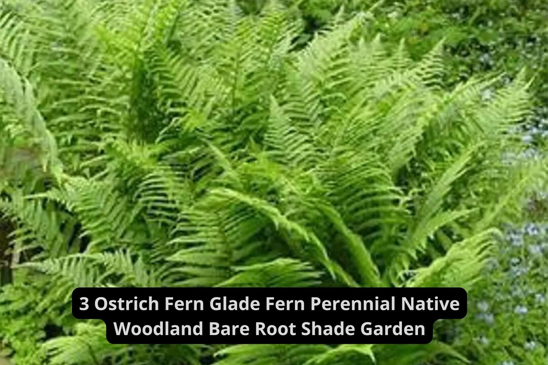 3 Ostrich Fern Bare Roots: Native Woodland Shade Plant - Etsy